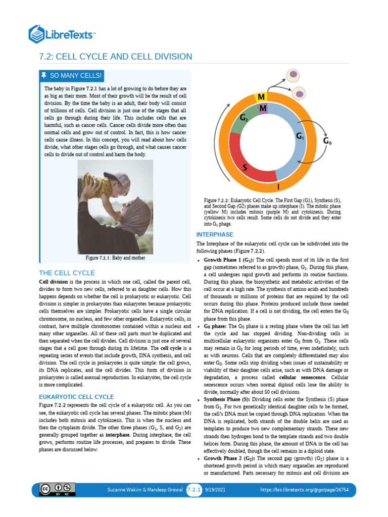 1cell Cycle and Cell Division | PDF