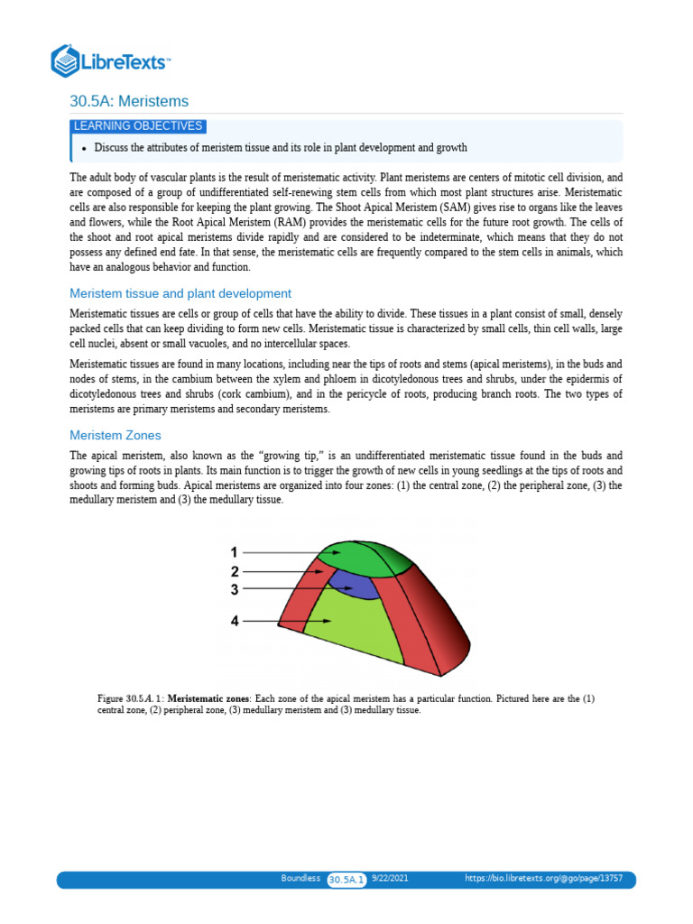 5 Meri Stems | PDF | Tissue (Biology) | Plant Stem
