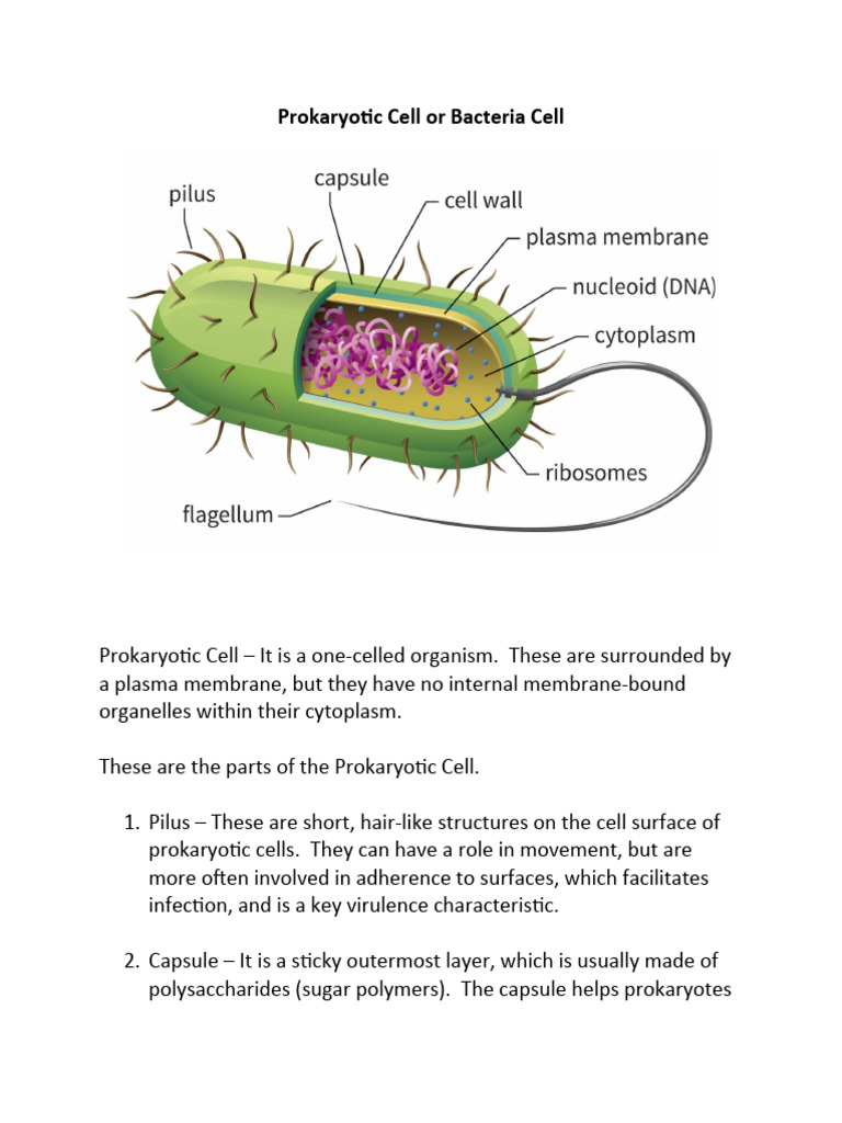 Prokaryotic Cell Structure and Functions | PDF