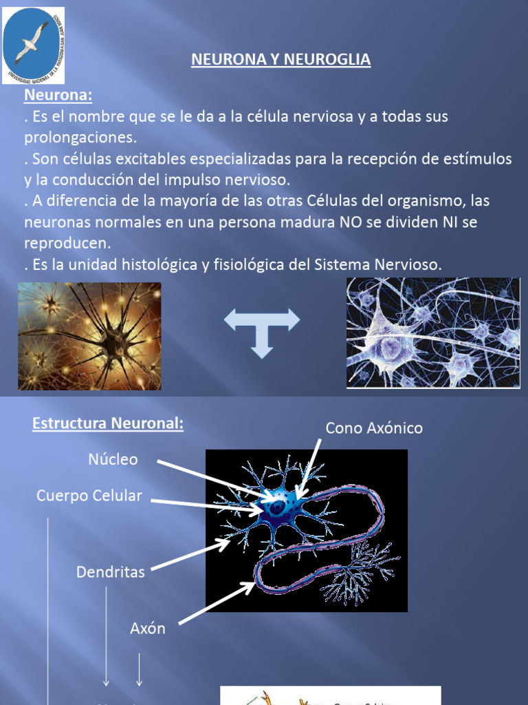 4.2_Neurona_y_Neuroglia | PDF | Neurona | Axon