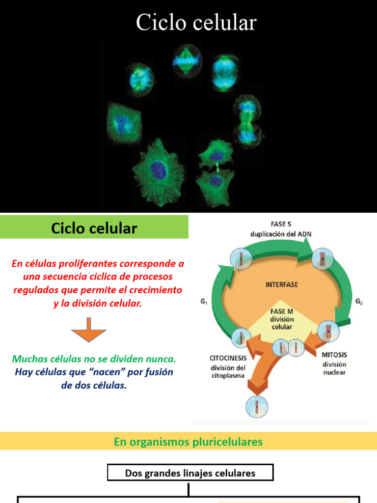 Ciclo Celular: Mitosis y Meiosis Explicados | PDF | Mitosis | Mitosis