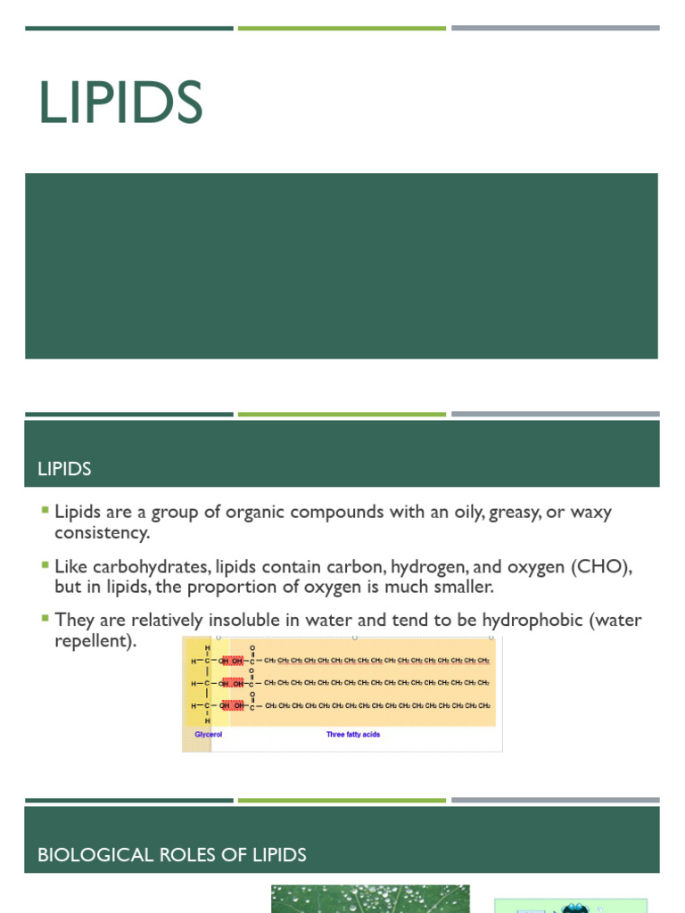 Note - Lipids | PDF | Lipid | Fatty Acid