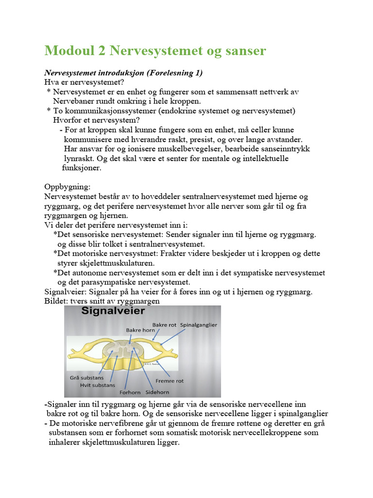 Modoul 2 Nervesystemet Og Sanser | PDF