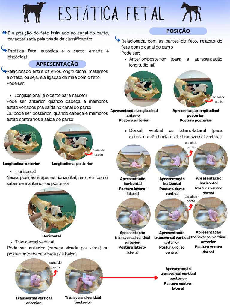 Estática Fetal - Resumo Vet | PDF | Parto