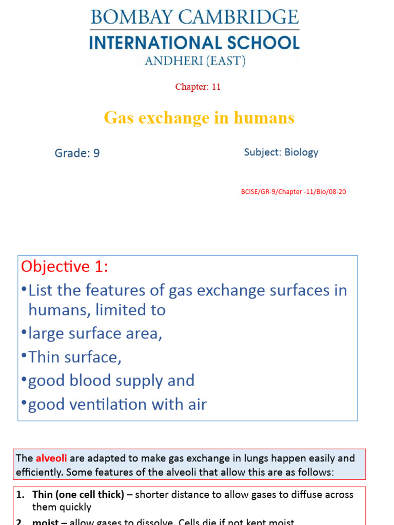 Gas Exchange in Humans Grade 9 | PDF | Lung | Breathing