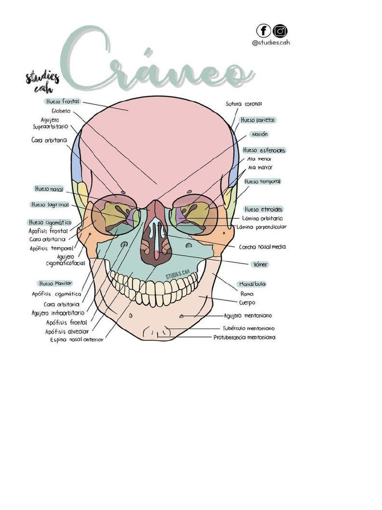Craneo | PDF