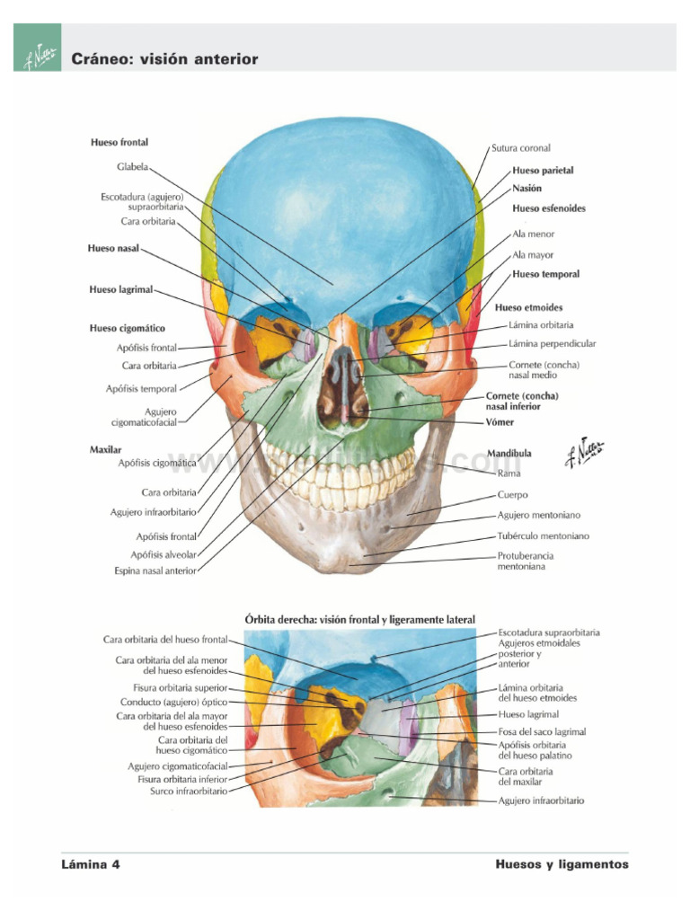 Netter - Cabeza | PDF