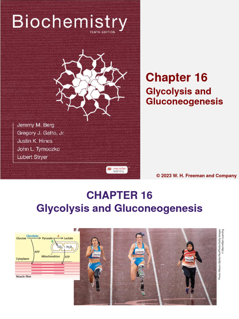 Stryer Biochem10e Lectureslides Ch16 | PDF | Glycolysis | Adenosine Triphosphate