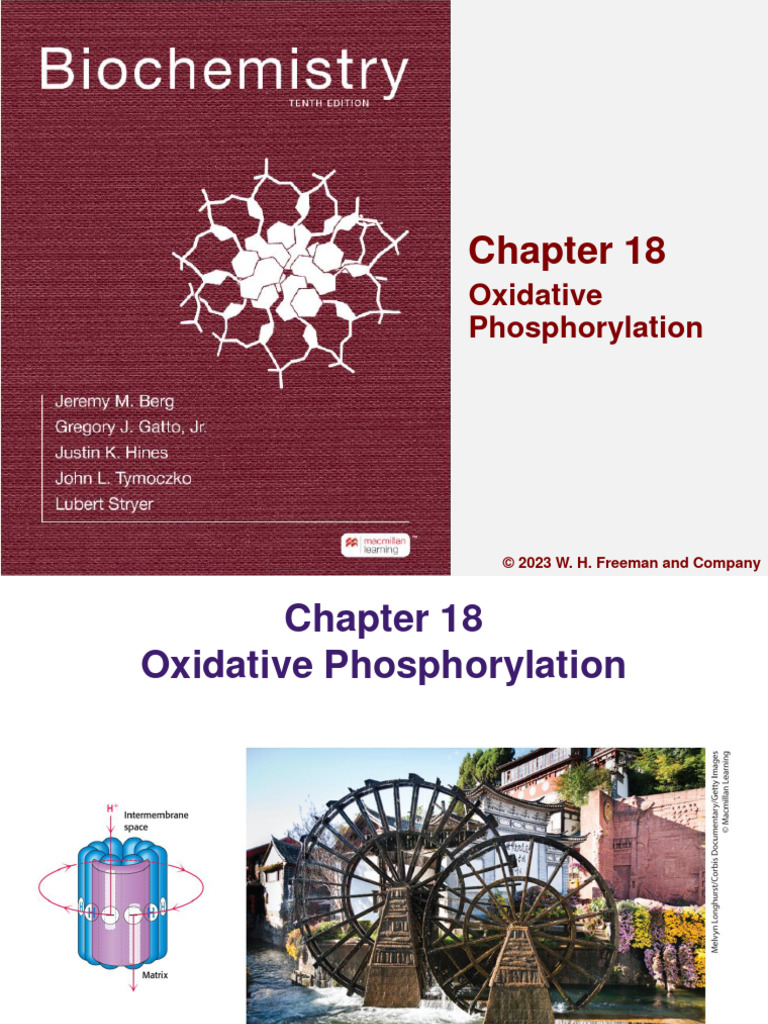 Stryer Biochem10e Lectureslides Ch18 | PDF