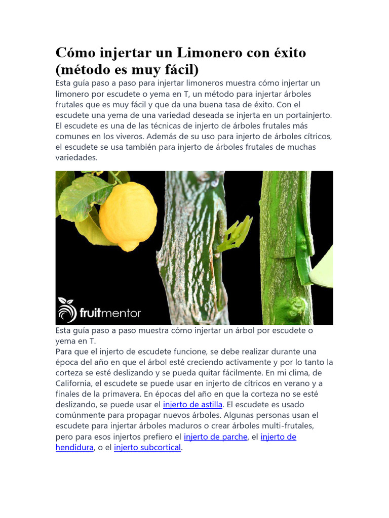 Cómo Injertar Un Limonero Con Éxito | PDF | Limón | Injerto