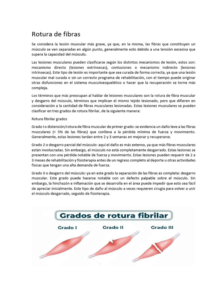 Rotura Fibrilar | PDF | Músculo esquelético | Medicina CLINICA