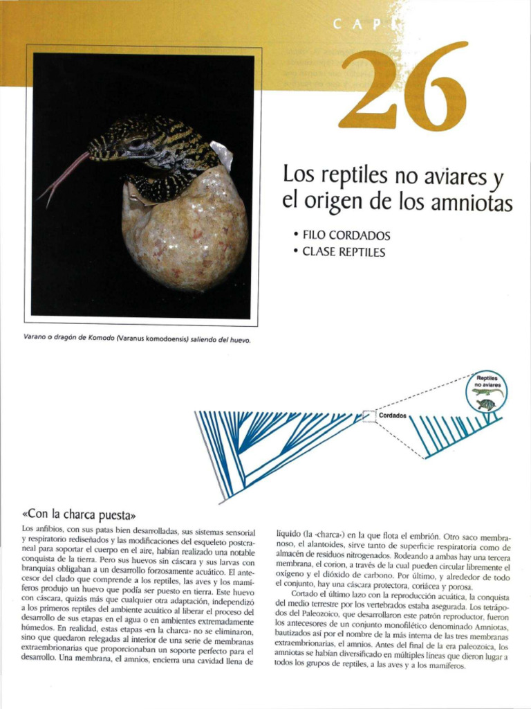 Origen y Evolución de los Reptiles | PDF | Ciencias sociales | Ciencia ...