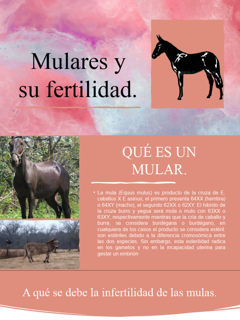 Mulares y Su Fertilidad | PDF