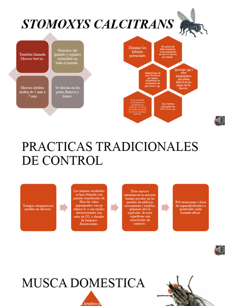 Stomoxys Calcitrans - Musca Domestica | PDF | Mosca | Insectos