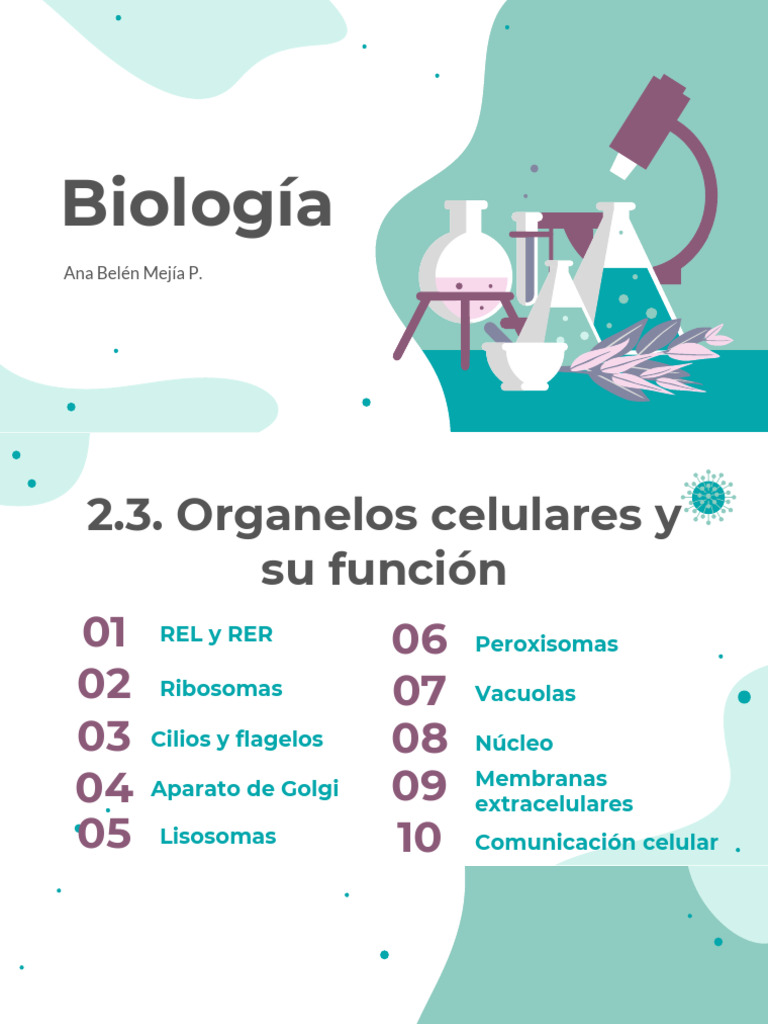 Organelos Celulares y Su Función | PDF