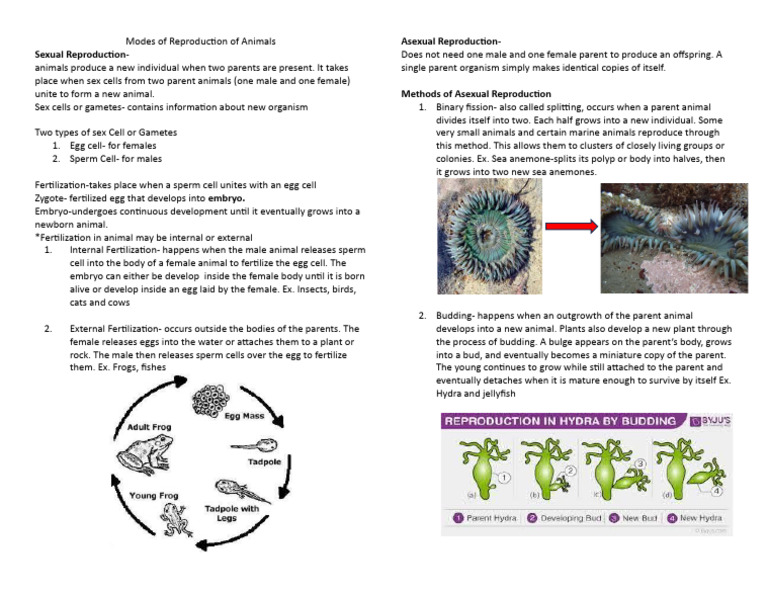 Modes of Reproduction of Animals | PDF | Sexual Reproduction | Fertilisation