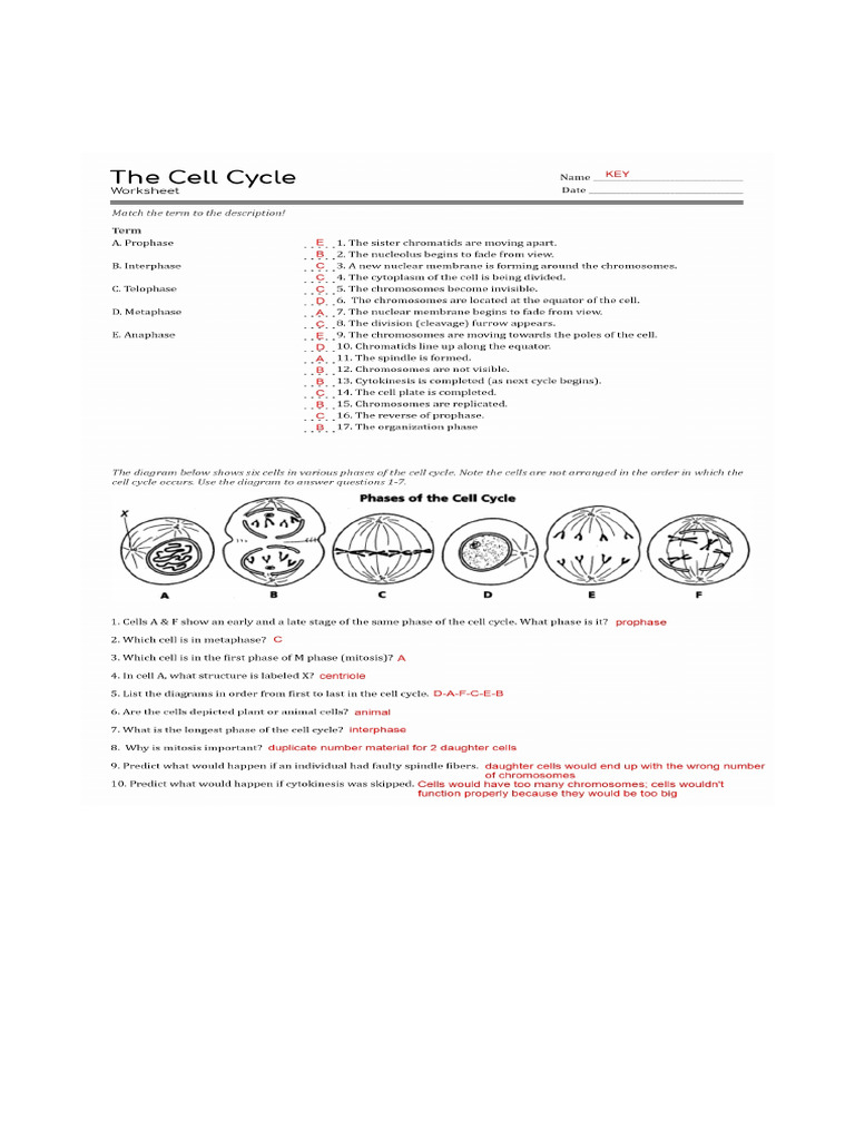 printablee.com-cell-cycle-worksheet-answer-key_220167.jpg | PDF