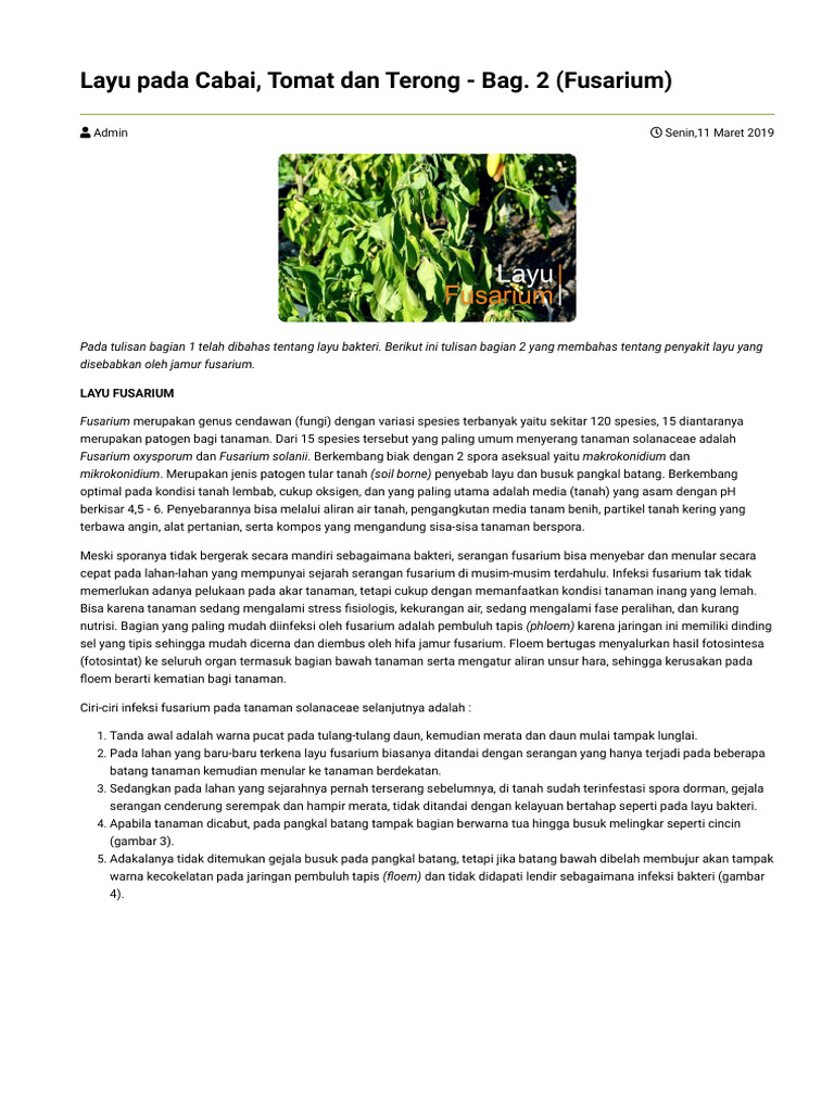 Layu pada Cabai, Tomat dan Terong - Bag. 2 (Fusarium) | PDF