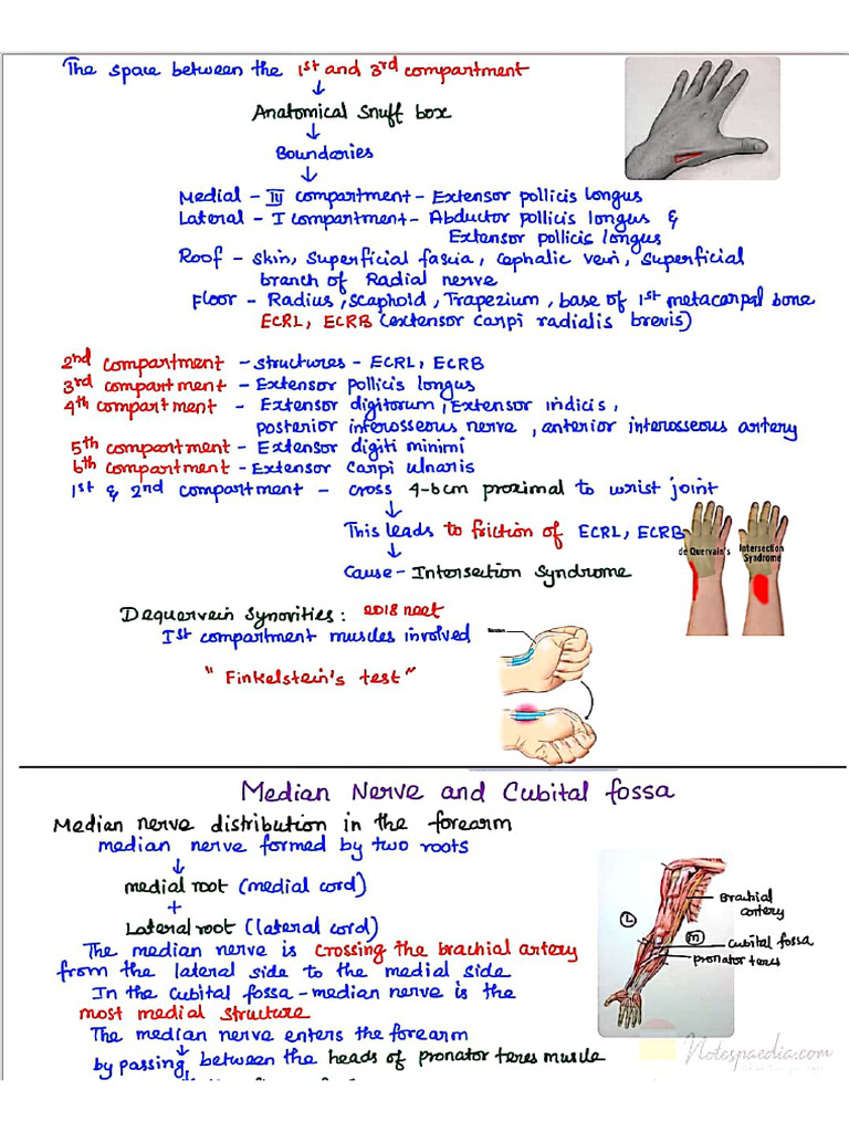 Notespaedia Marrow Anatomy Upper Limb - Part4 | PDF