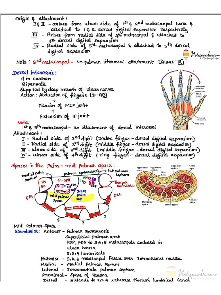 Notespaedia Marrow Anatomy Upper Limb - Part5 | PDF