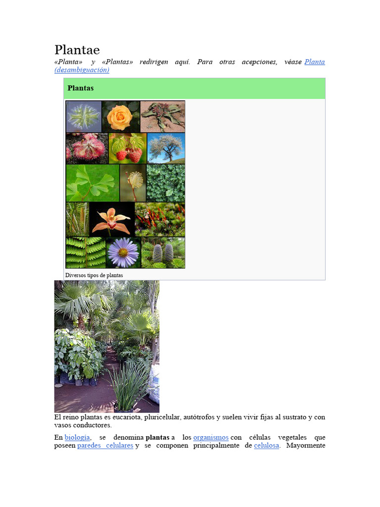 Clasificación y características de plantas | PDF | Plantas | Cloroplasto