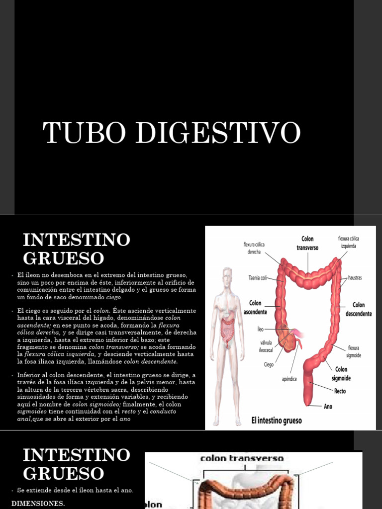 Anatomía del Intestino Grueso y Ciego | PDF