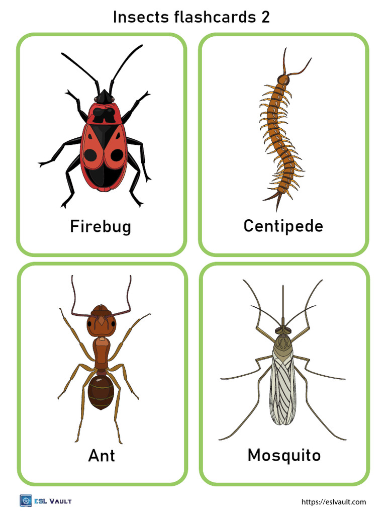 Insects Flashcards PDF 2 | PDF