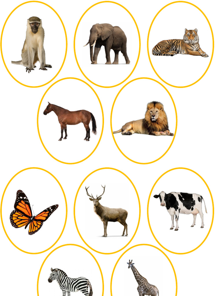 Describe Animals | PDF