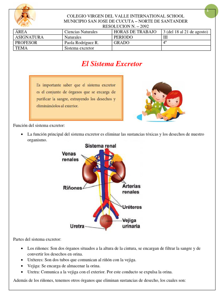 Sistema Excretor | PDF | Sistema urinario | Riñón
