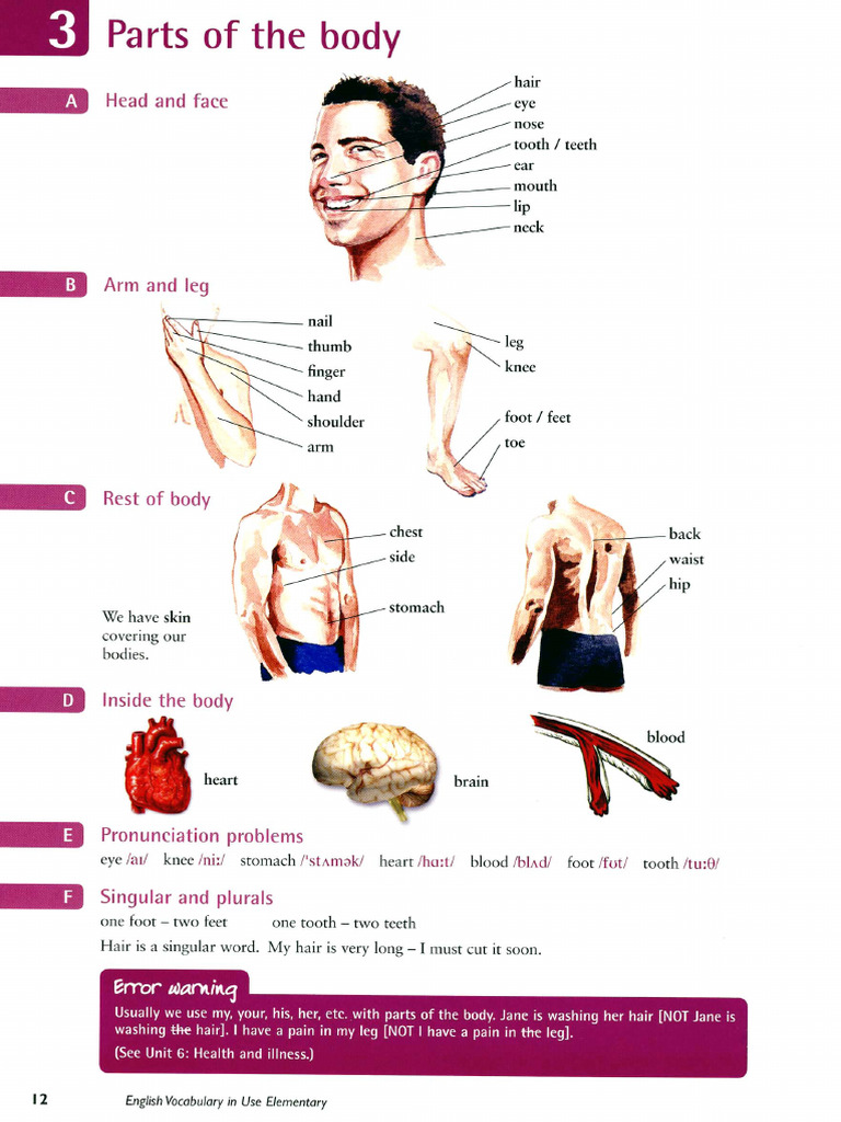 Parts of Body | PDF