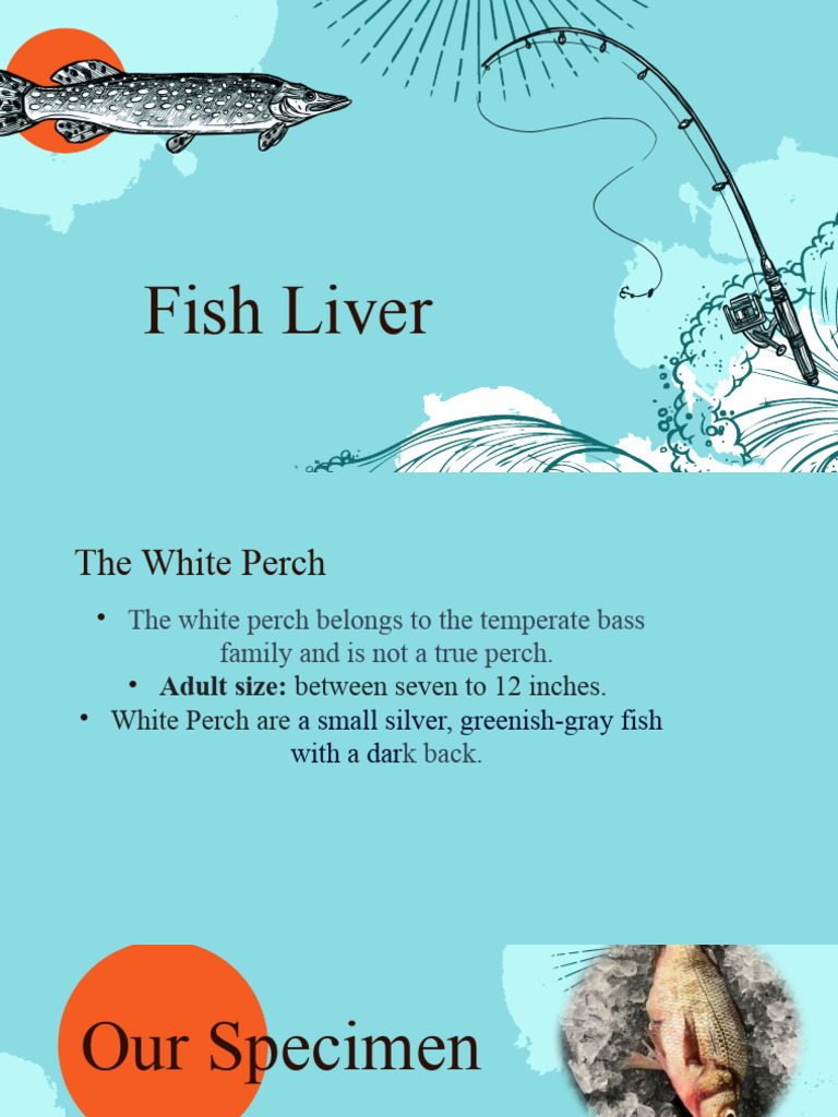 Fish Liver | PDF | Liver | Hepatocyte