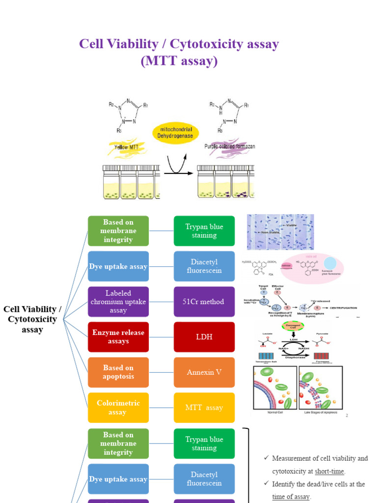 Cell Viability / Cytotoxicity Assay (MTT Assay) | PDF | Cytotoxicity ...