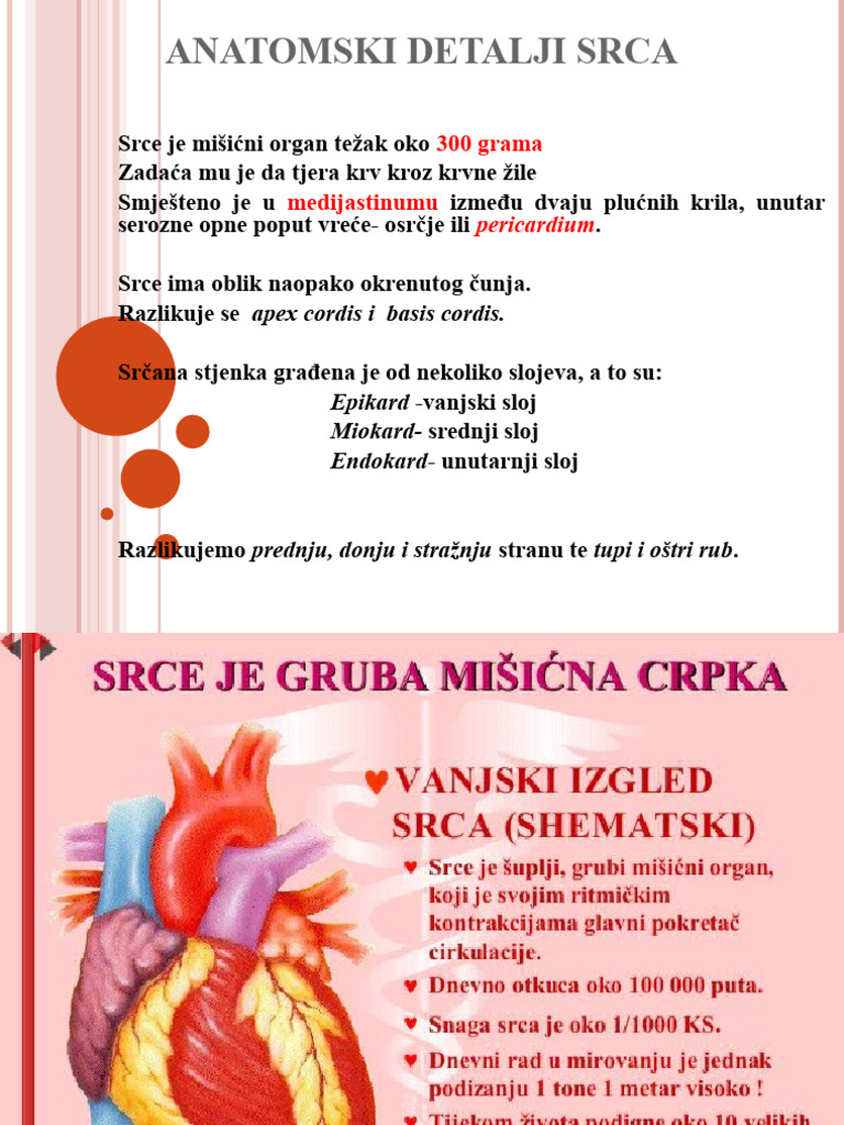 Kardiološka Anatomija, Fiziologija i Dijagnostika 10 2023 Fzs | PDF