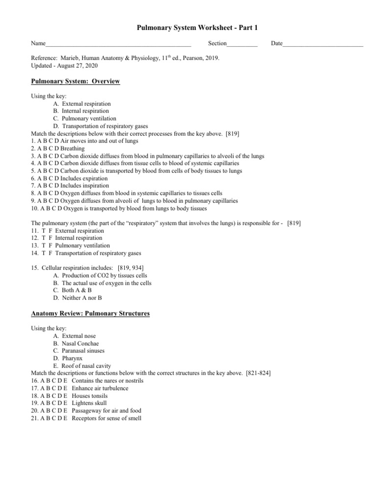 Worksheet 7 - Pulmonary A - 11th Ed - 2020 | PDF | Respiratory Tract | Lung