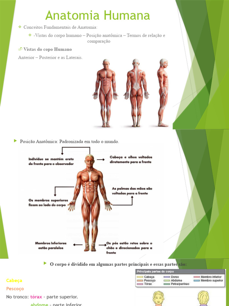 Anatomia Humana 1 Aula Pdf Anatomia Pé