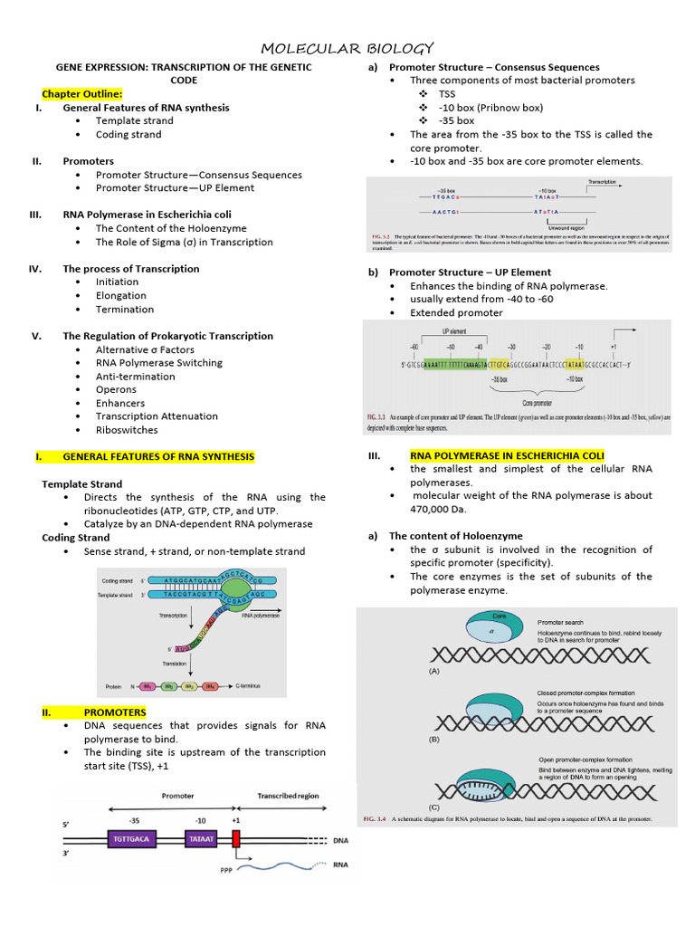 Gene Expression - Transcription of The Genetic Code | PDF | Promoter (Genetics) | Gene