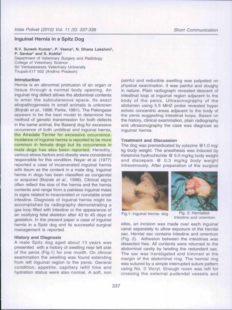 Inguinal Hernia in A Spitz Dog | PDF | Clinical Medicine | Medical ...