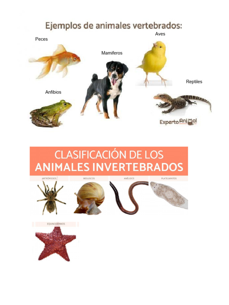 5 Animales Vertebrados e Invetebrados | PDF