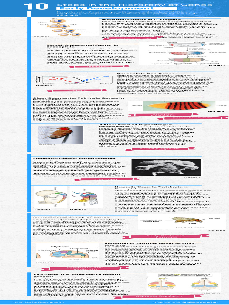 Neur A1 | PDF