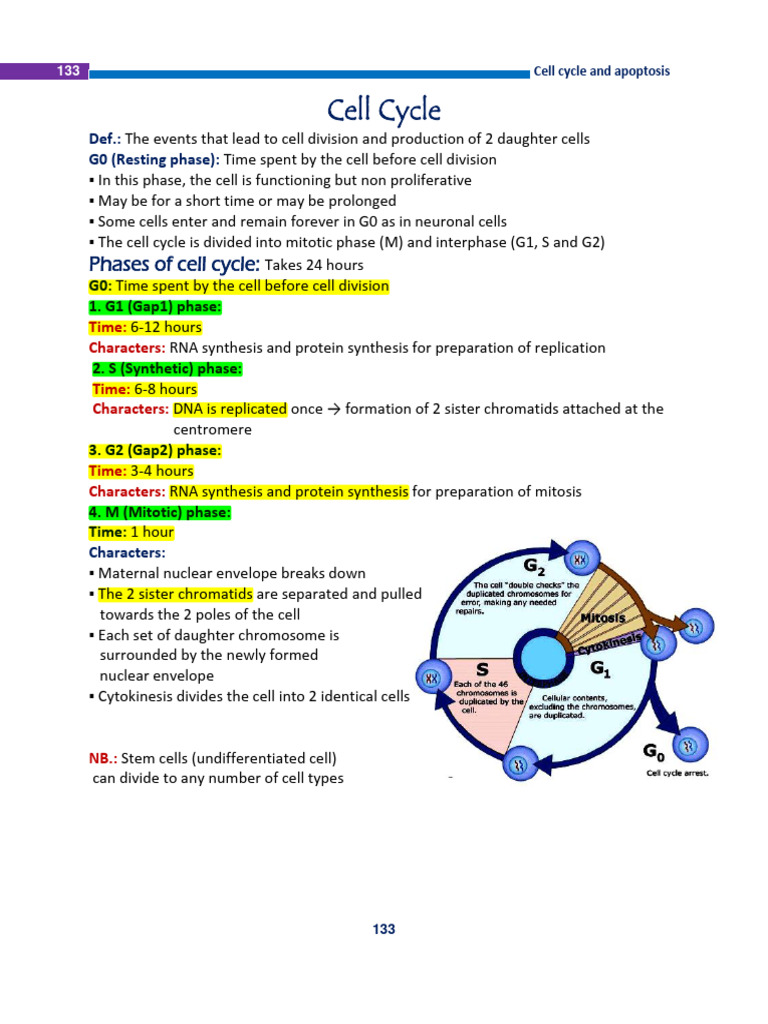 Cell Cycle-1 | PDF | Apoptosis | Cell Cycle