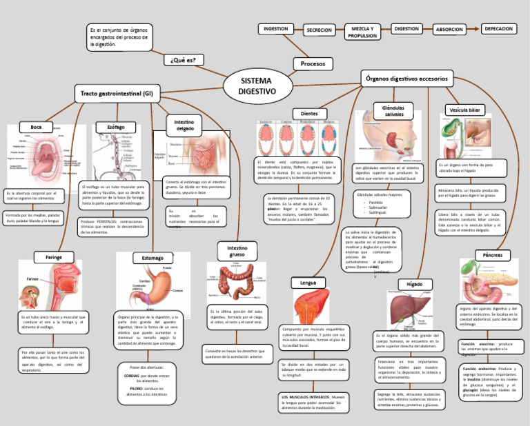 Mapa Conceptual Del Sistema Digestivo 4 Pdf