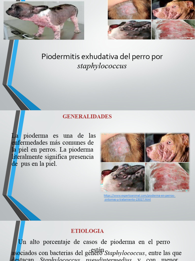 Pioderma en perros: causas y síntomas | PDF | Estafilococo ...