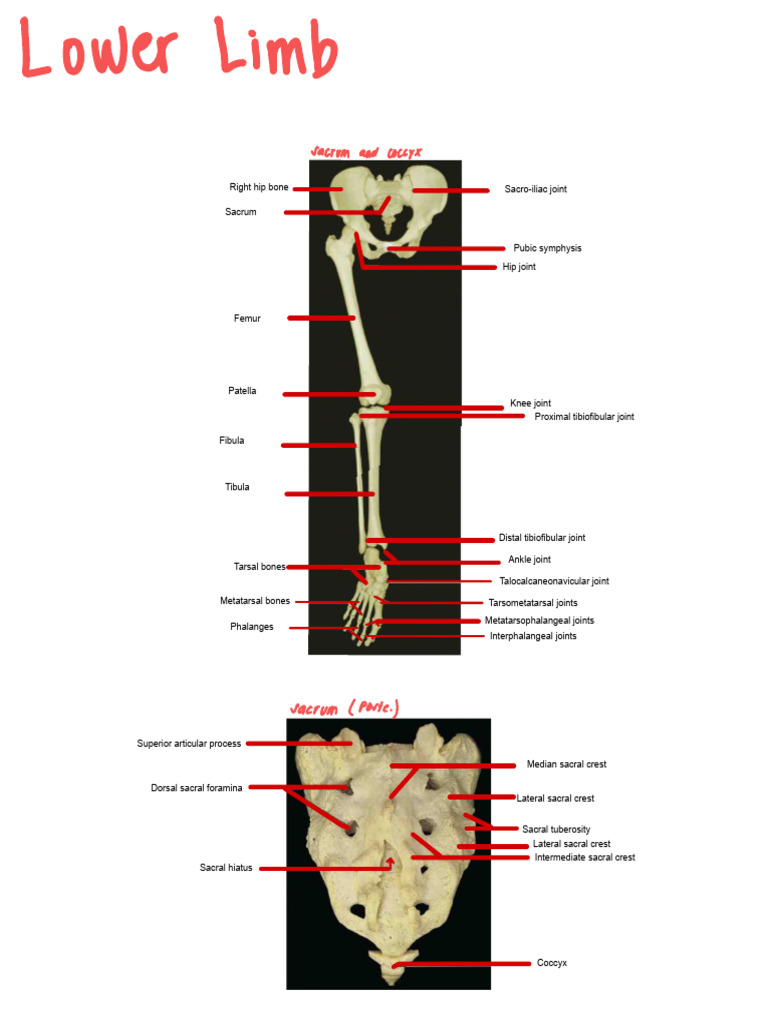 Lower Extre Cad 1 | PDF | Pelvis | Human Leg