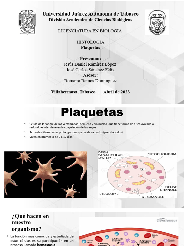 Plaquetas (1) | PDF | Plaqueta | Sangre