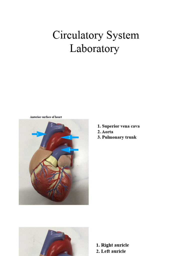 Anaphy Laboratory Circulatory System Labeled | PDF | Heart Valve | Atrium (Heart)