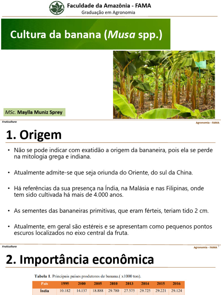 Aula 3 - Cultura Da Banana | PDF | Banana | Agronomia