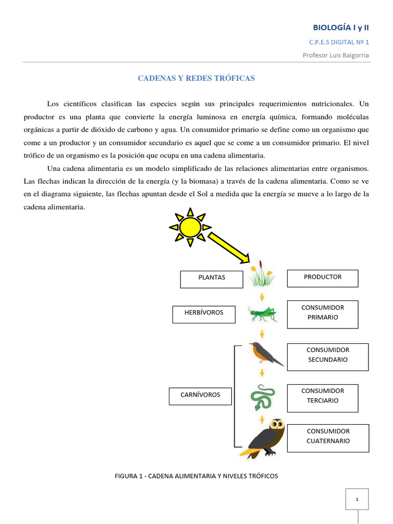 1-Cadenas y Redes Tróficas | PDF | Red alimentaria | Biogeoquímica