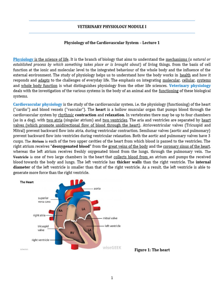 Cardiovascular System Lecture 1 2020 2021 | PDF | Artery | Blood Vessel
