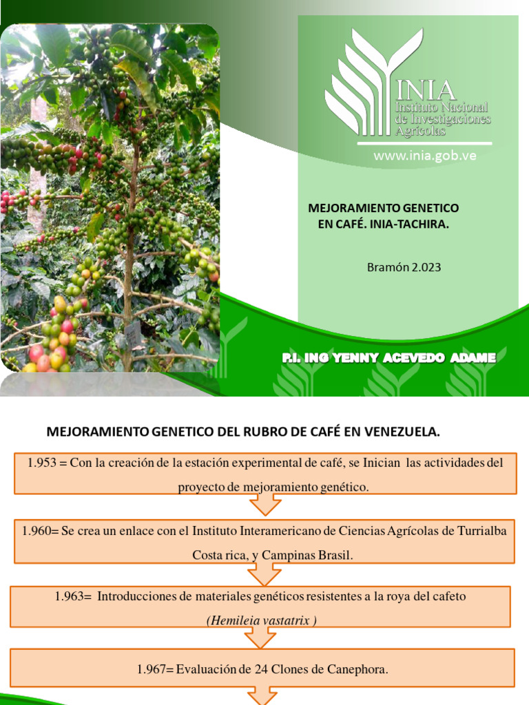 Mejoramiento Genetico | PDF | café | Agricultura