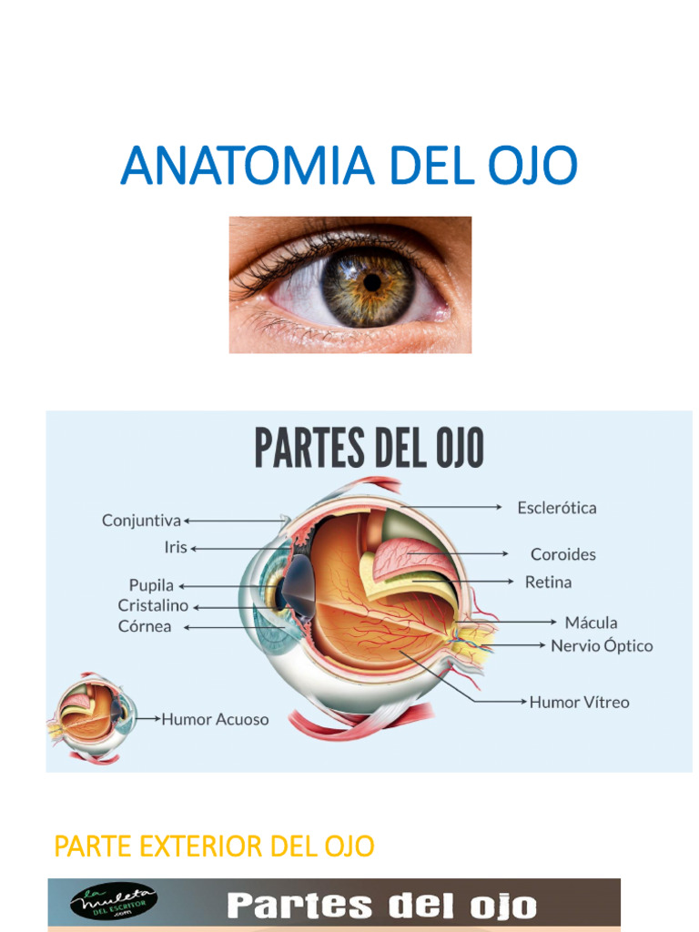 Anatomía y Tipos de Ojos Humanos | PDF | Ojo